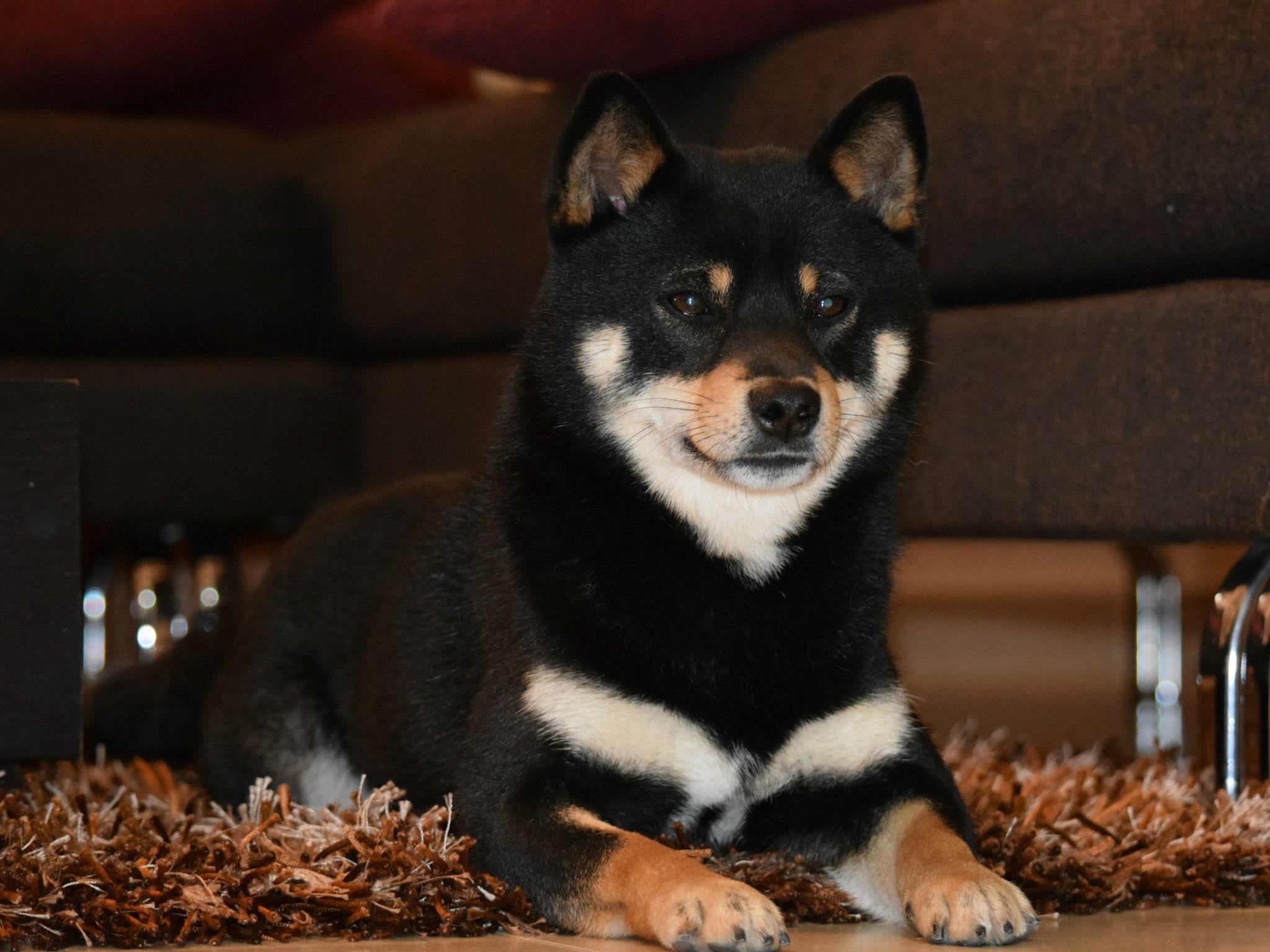 Allevamento Shiba Inu “Shichiria no senshi” - Cuccioli da adottare